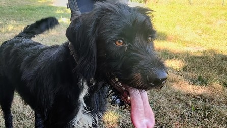 Obène à la une – SPA de basse normandie