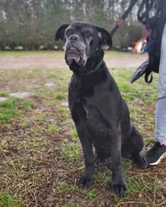 LORKA 2 – SPA de basse normandie