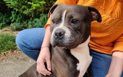 Nos Chiens 2 – SPA de basse normandie