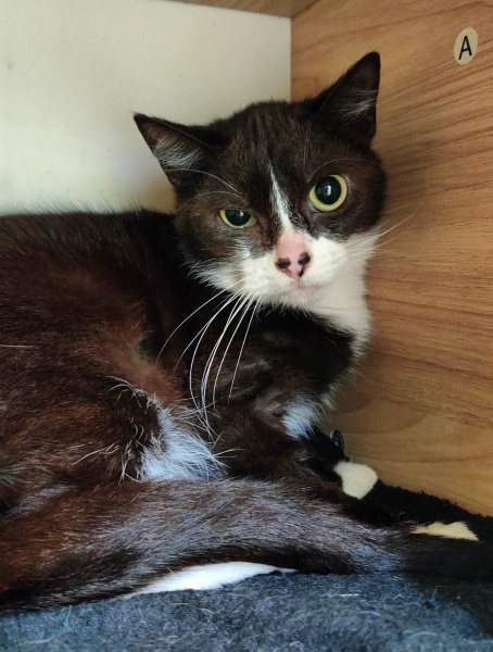 GOYAVE – SPA de basse normandie